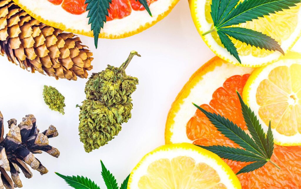 The Cannabis Playbook: Key Cannabis Components Explained - Brotherly Bud NJ