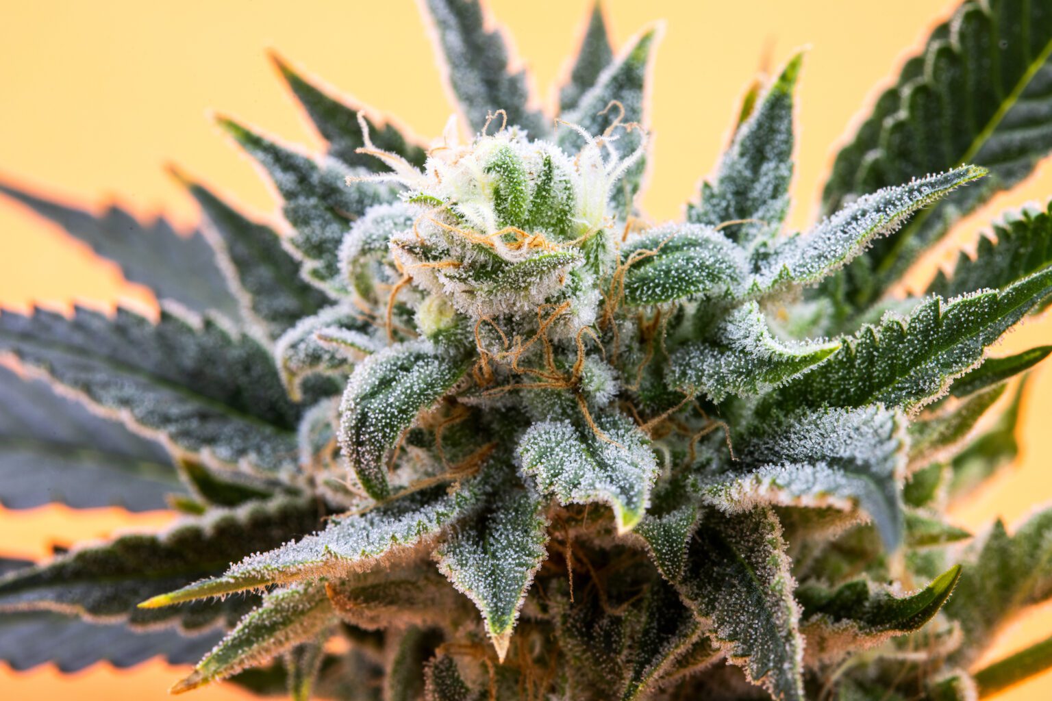 Gastronomy & Ganja: Pairing Philly’s Iconic Foods with Perfect Weed ...